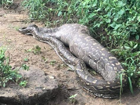 Image result for African Rock Python Swallows