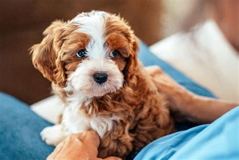 Image result for Red and White Cavapoo