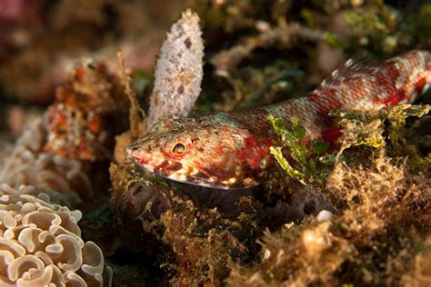 Lizard Fish Stock Photos, Pictures & Royalty-Free Images - iStock