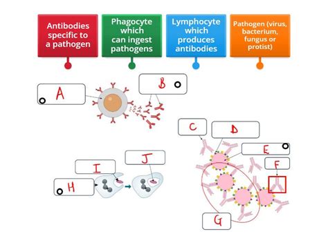 Image result for How Does Immune System Work