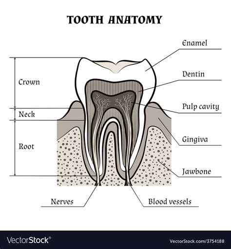 Image result for Human Tooth Structure