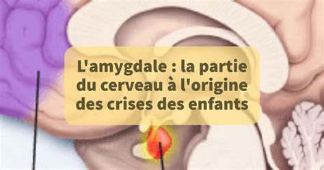 Image result for Comment Reprogrammer L Amidal