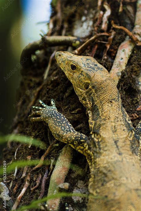Image result for Water Monitor Lizard