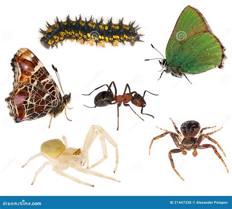 Image result for Insects Group