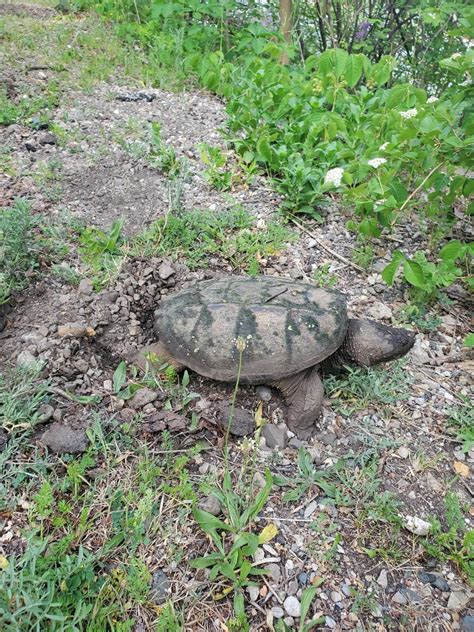 Image result for Michigan Snapping Turtle