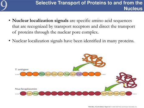 Image result for Nuclear Envelope Structure and Function