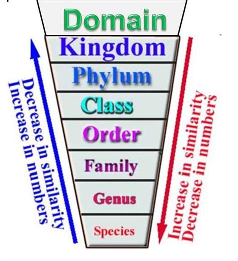 Image result for Life Classification