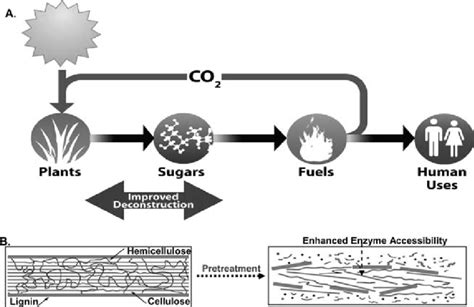 Image result for Biofuel Production Process