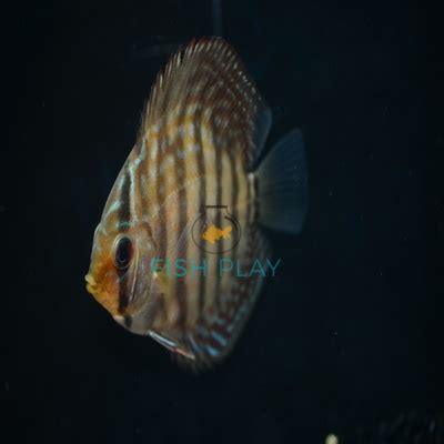 Image result for Ruby Red Discus