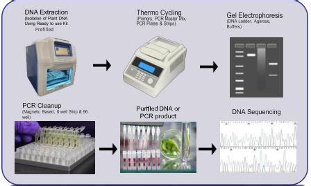 Image result for DNA Extraction Process On Plants