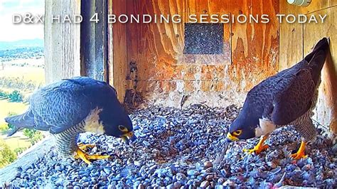 Image result for Box Camera Falcon