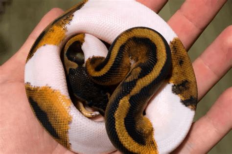 Image result for Pie Bald Python