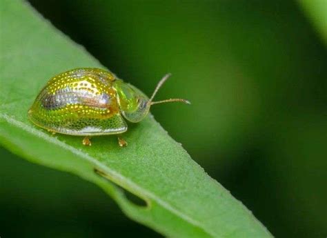 Image result for Colorful Bugs Insects