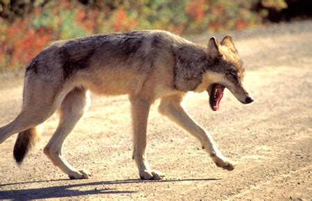 Image result for Alaska Zoo Wolves