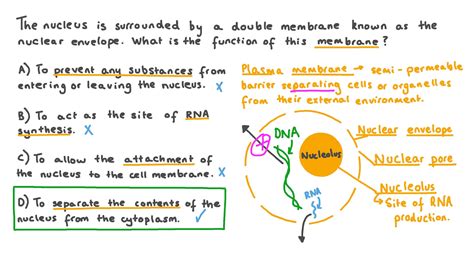 Image result for Nuclear Envelope Membrane Function