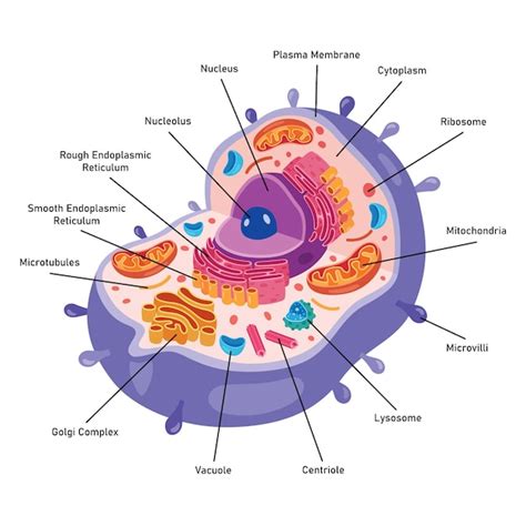 Image result for Components of Human Cell Only