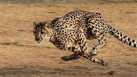 Image result for Fast Cheetah