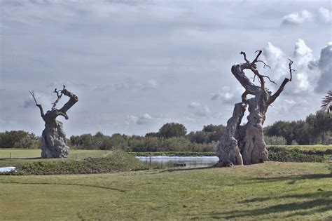 Image result for Multiverse Tree