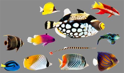 Image result for Color Cast Fish