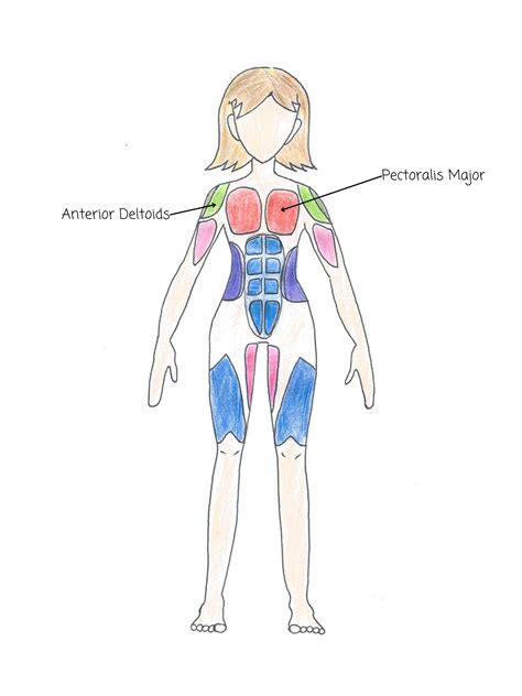 Image result for Chest Fly Exercise Drawing