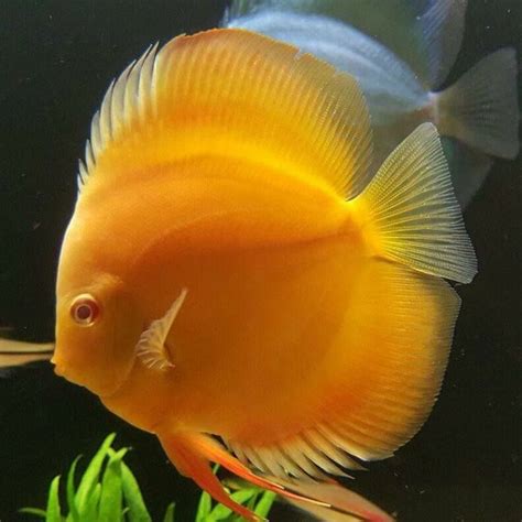 Image result for Discus Types and Colours