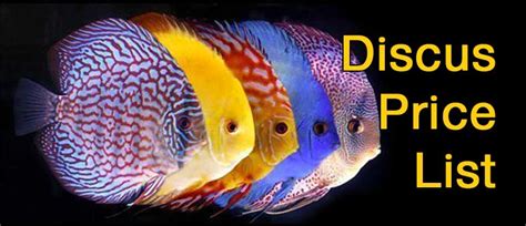 Image result for Most Expensive Discus Fish