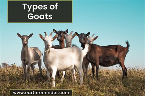 Image result for Types of Goats