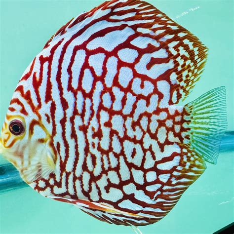 Image result for Red Rafflesia Discus