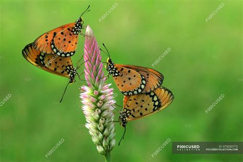 Butterflies pollinating beautiful flowers growing outdoor, summer ...