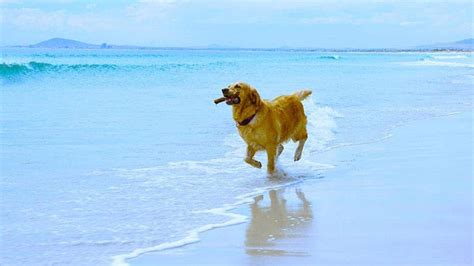 Image result for Bayer Life Values