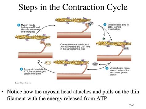 Image result for Muscle Contraction Cycle