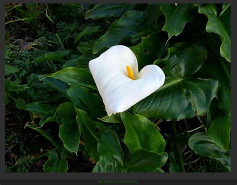 Image result for Phase One Media Pro Tutorial