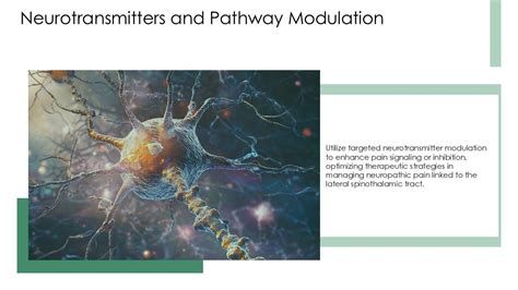 Image result for Spinothalamic Pathway Content