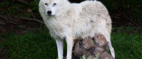 Image result for Zoo Animals Wolves