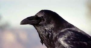 Image result for Ravens Behavior