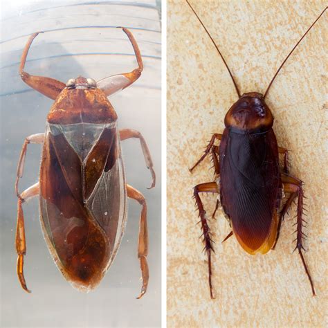 Image result for Water Bug Cockroach