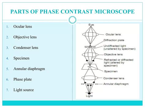 Image result for Setting Up Light Microscope for Phase Contrast Microscopy