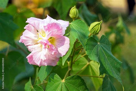 Image result for Color Changing Rose Bush