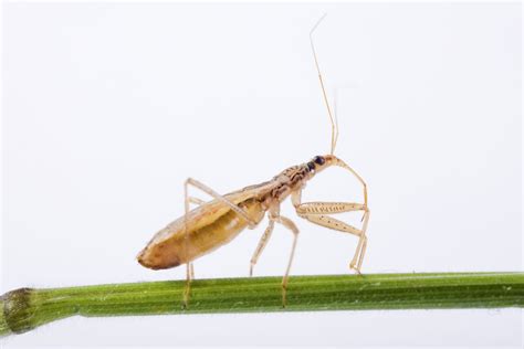 Image result for Good Looking Insects