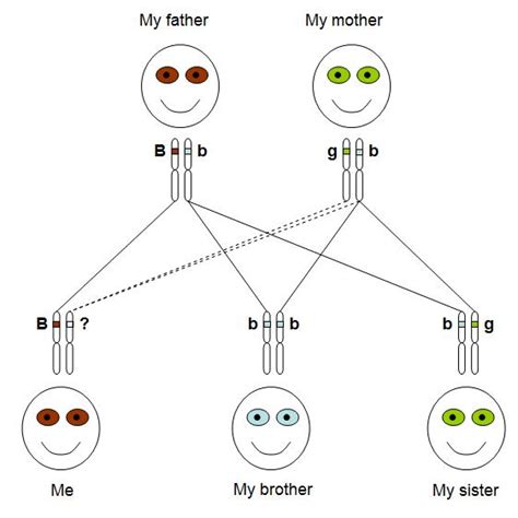 Image result for Eye Color Inheritance Chart