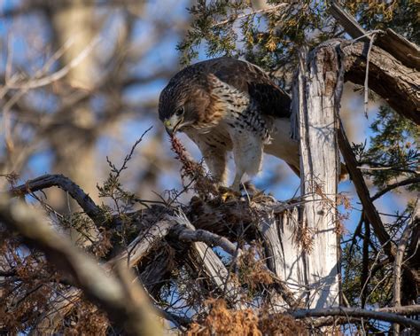 Image result for Red Tail Hawk Caatching Squirrel