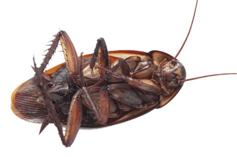 Image result for Cockroach On Its Back