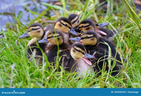 Image result for Spring Ducklings