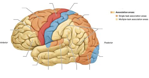 structure of cerebral cortex Diagram | Quizlet