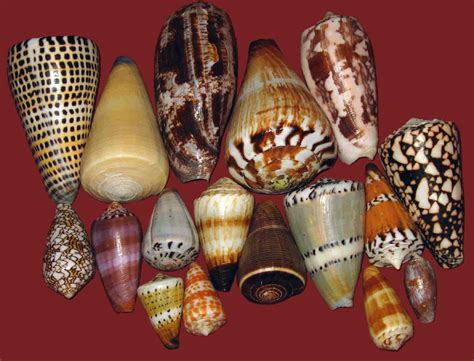 Image result for Venomous Sea Shell