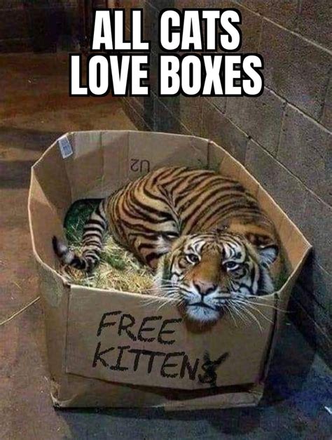Image result for Amazon. Box Creature Meme