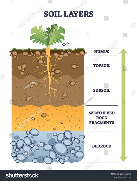 Image result for Humus Soil Layer