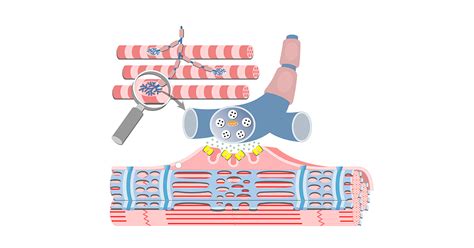 Image result for Excitation-Contraction Coupling Animation