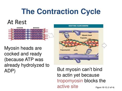 Image result for Muscle Contraction Cycle