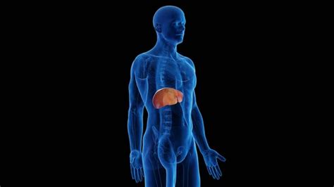 Human liver location Stock Photos, Royalty Free Human liver location ...
